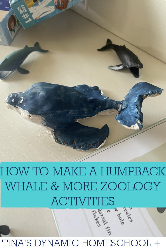 How to Make a Humpback Whale & More Zoology Activities for Elementary ...