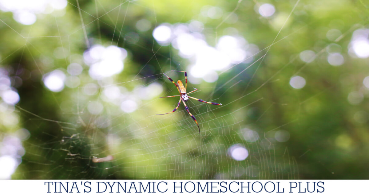 Backyard Science Fun and Amazing Spider Web Facts For Kids