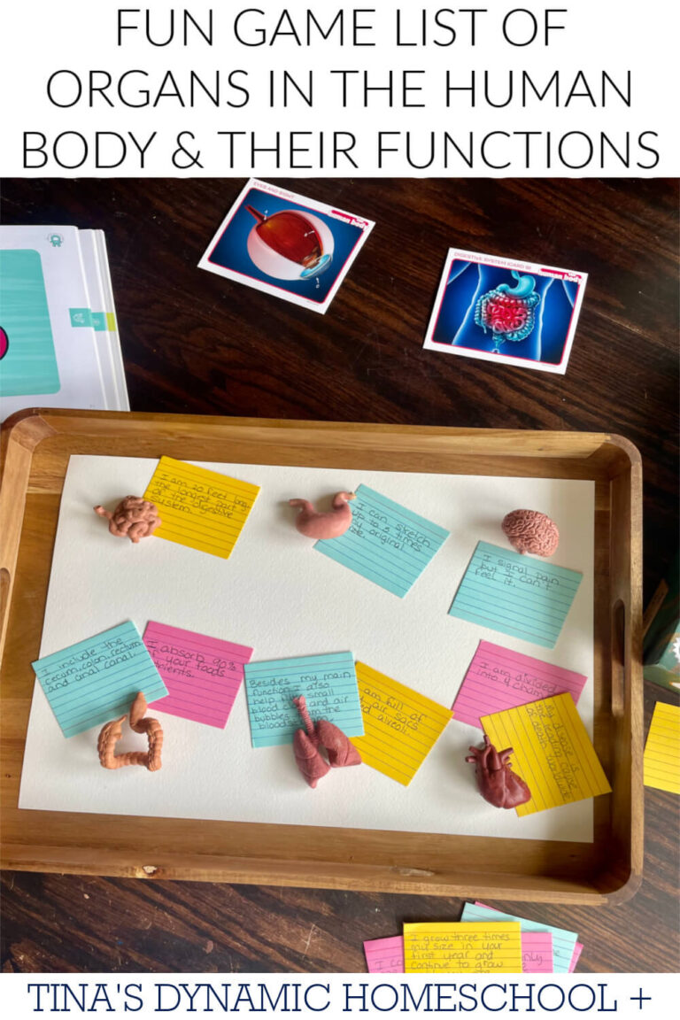 How To Make A Fun Game List Of Organs In The Human Body And Their Functions