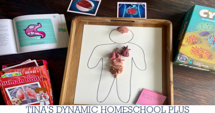 How To Make A Fun Game List Of Organs In The Human Body And Their Functions