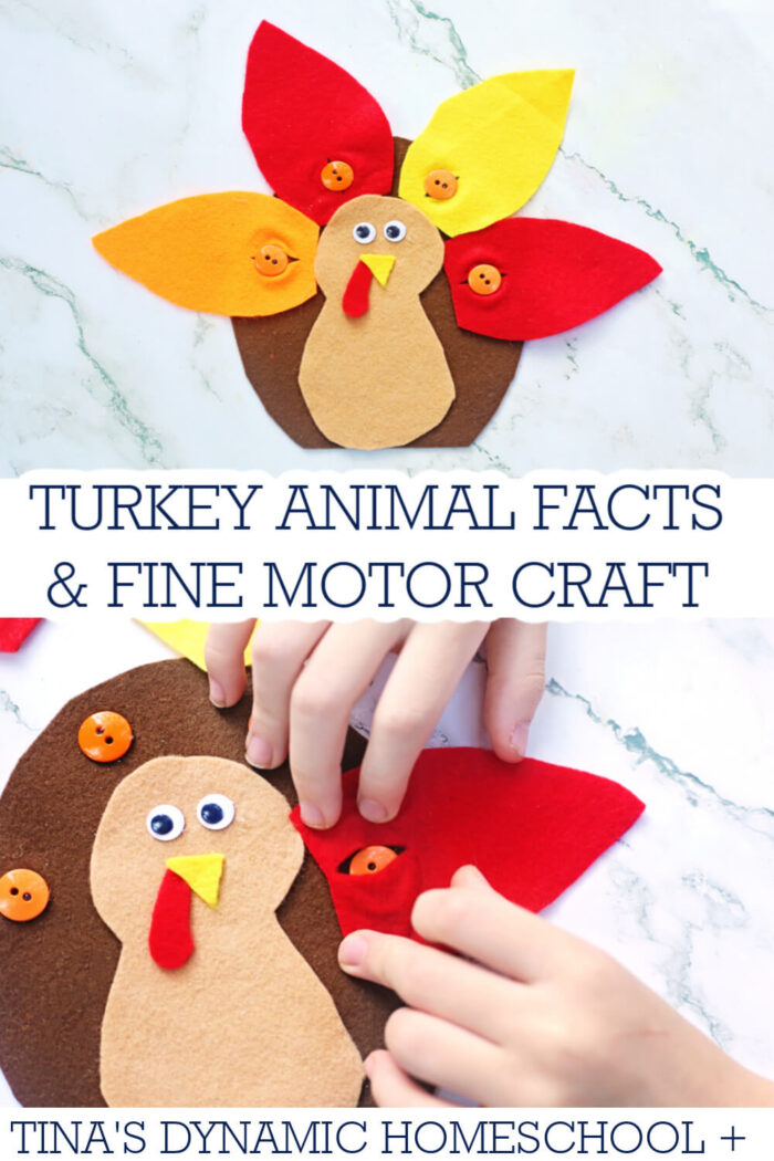 Turkey Animal Facts for Kids and Easy Fine Motor Craft