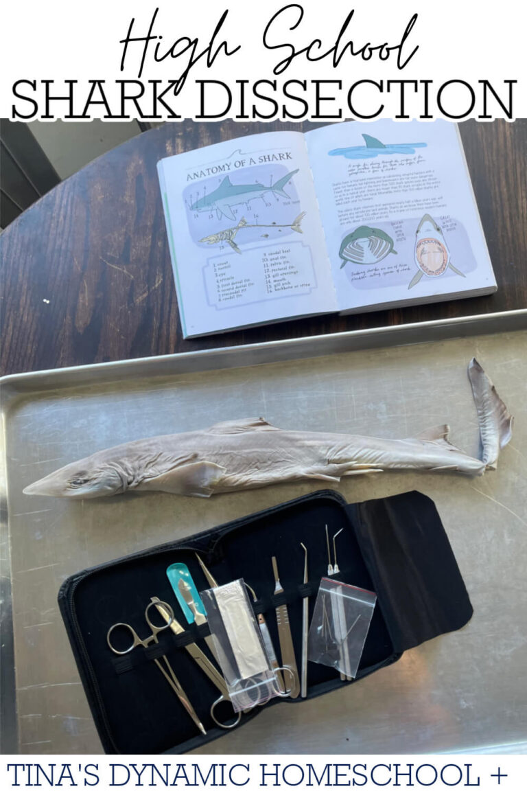 Biology Kits for High School & How to Do a Shark Dissection