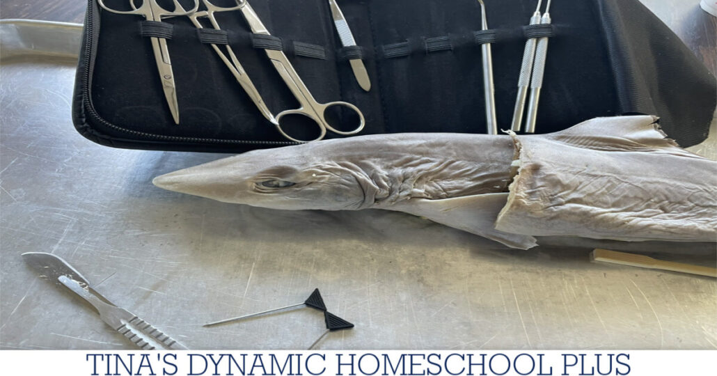 Biology Kits for High School & How to Do a Shark Dissection