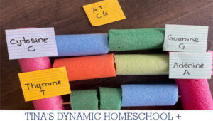 Fun and Easy High School DNA Model Project