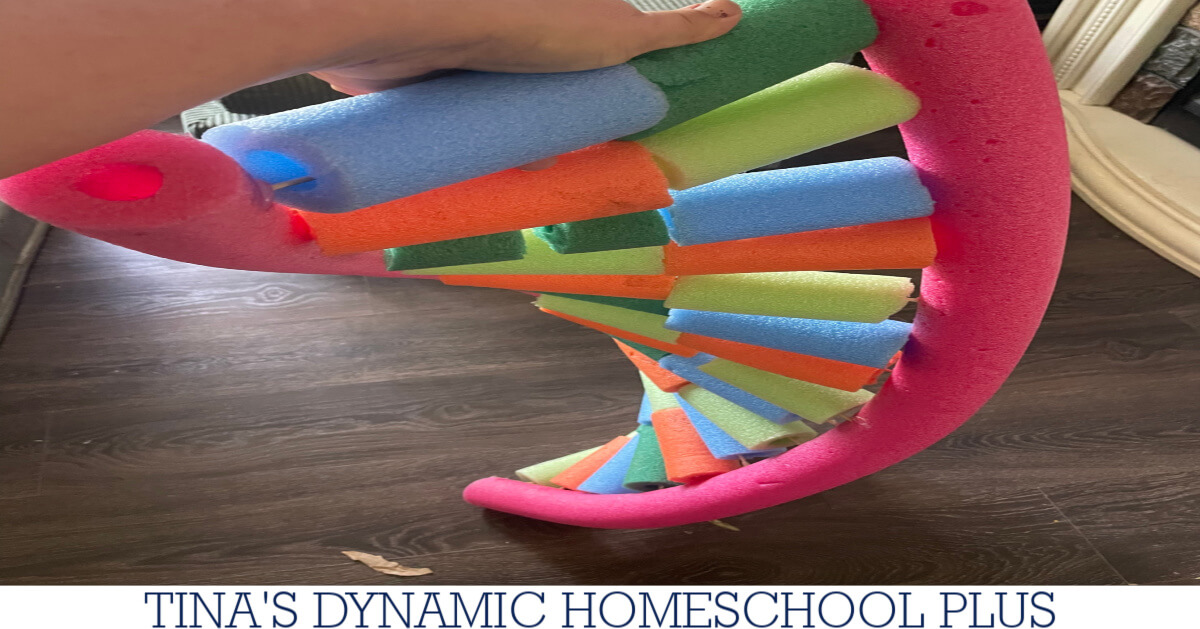 Fun and Easy High School DNA Model Project