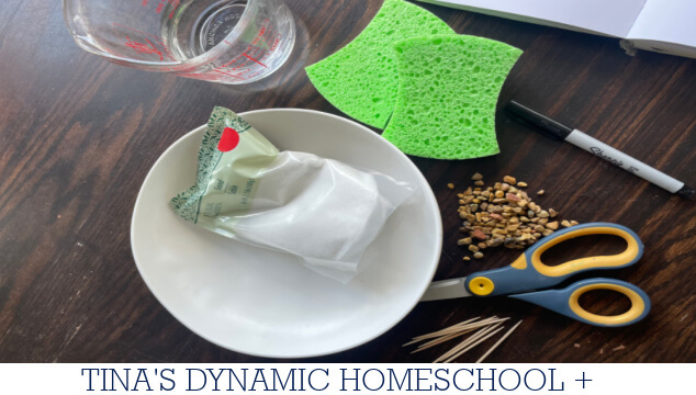 How Cacti Drink: A Fun and Easy Desert Science Experiment
