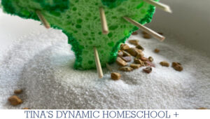How Cacti Drink: A Fun and Easy Desert Science Experiment