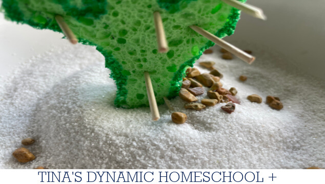 How Cacti Drink: A Fun and Easy Desert Science Experiment