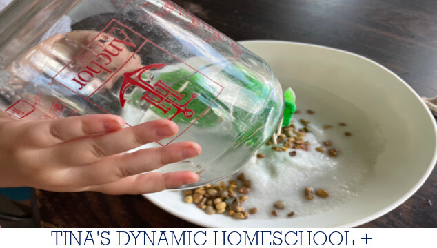How Cacti Drink: A Fun and Easy Desert Science Experiment