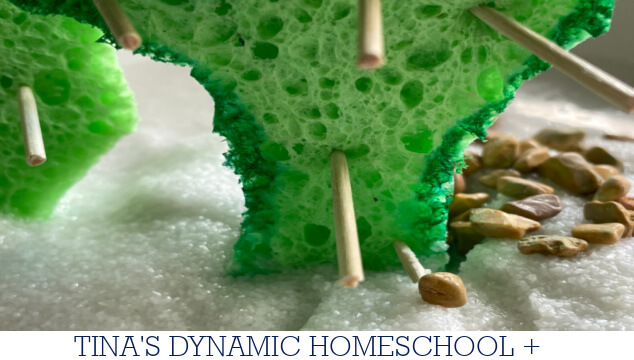 How Cacti Drink: A Fun and Easy Desert Science Experiment