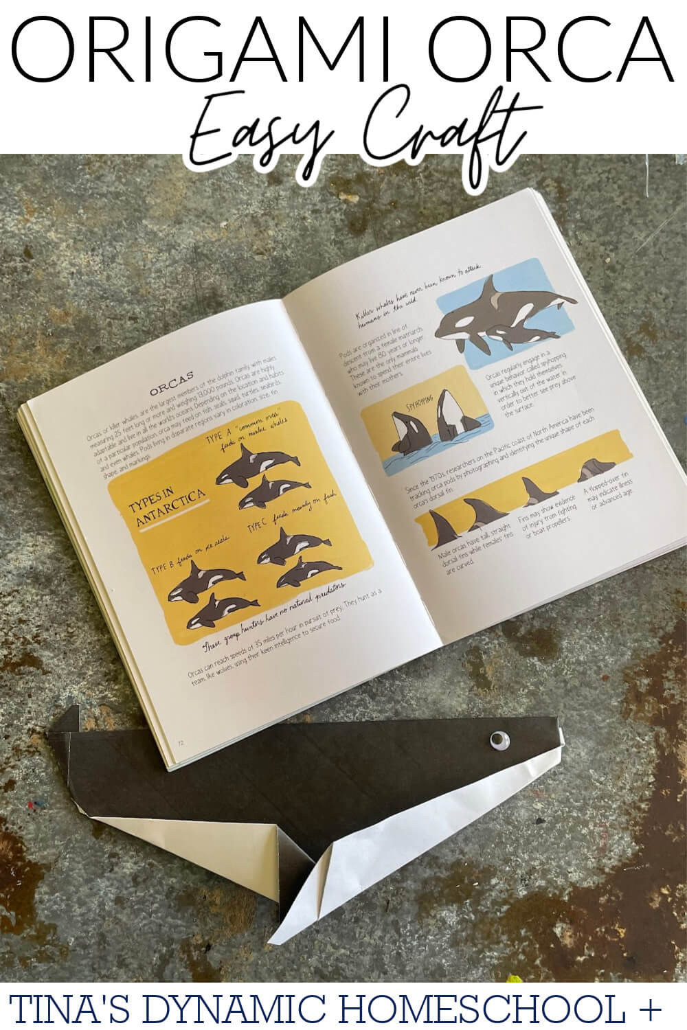 How To Make An Origami Orca Easy Craft