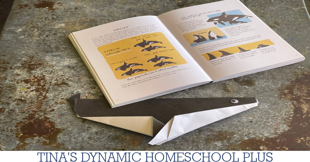 How To Make An Origami Orca Easy Craft