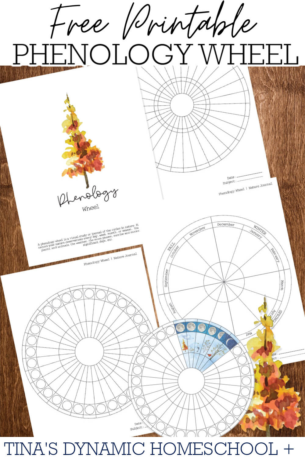 Nature's Rhythms: Get Your Free Phenology Wheel Nature Tracker