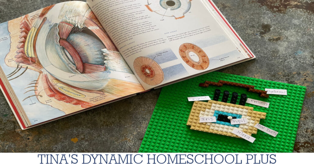 Easy and Creative LEGO Eye Anatomy Activity for Curious Kids