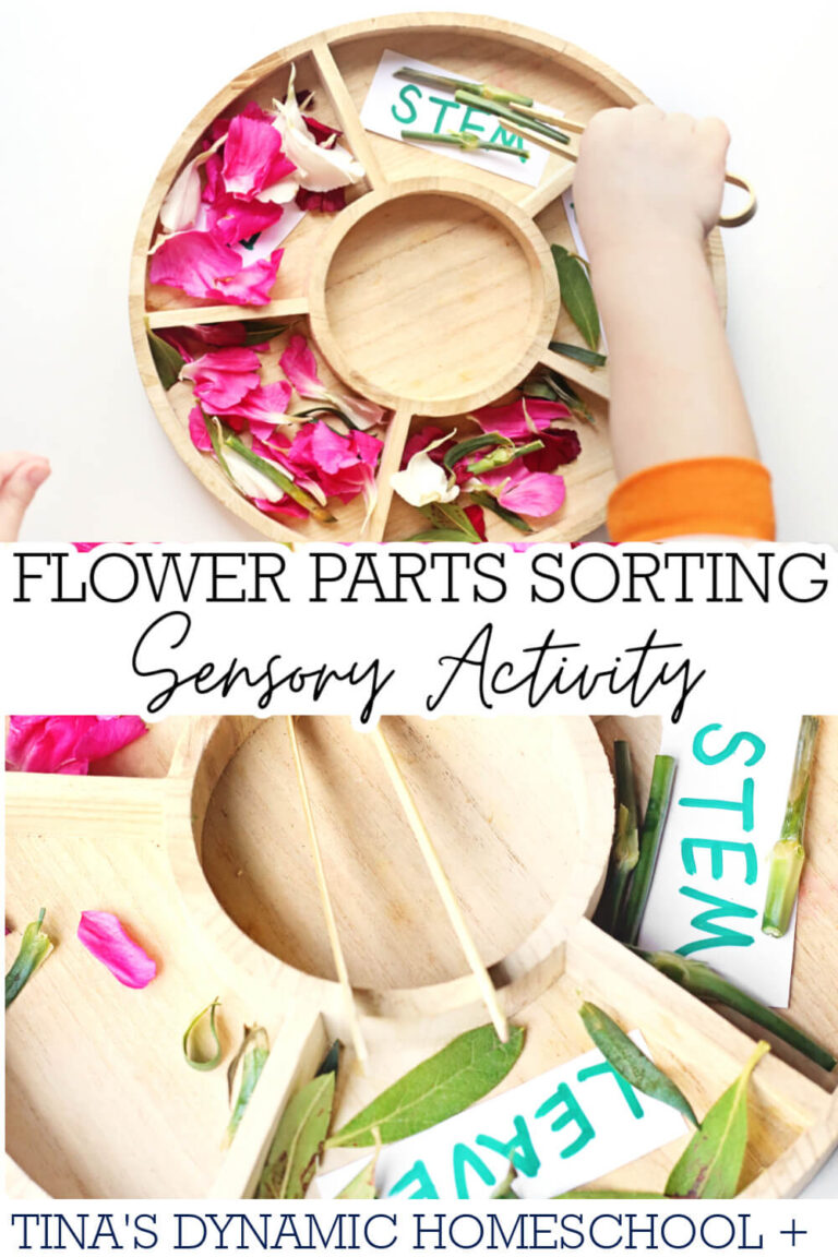 Easy Sorting Parts Of A Flower Science Project For Early Learners