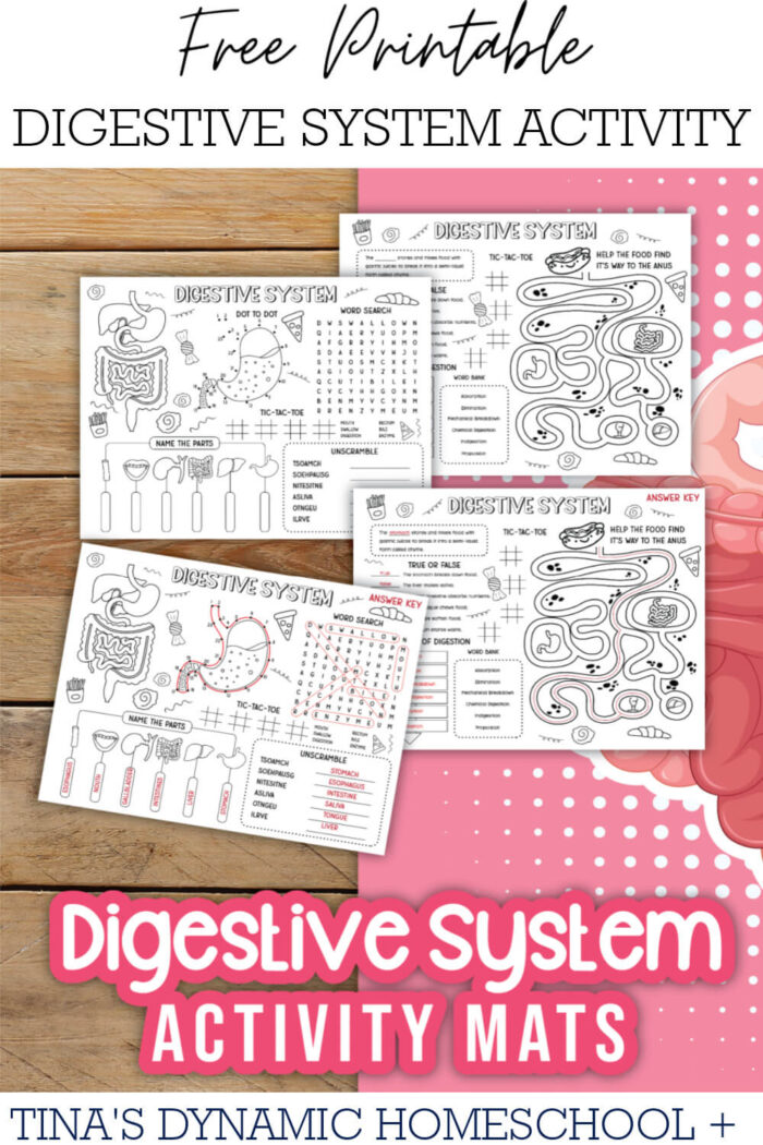 Make Learning Fun: Free Printable Digestive System Activity