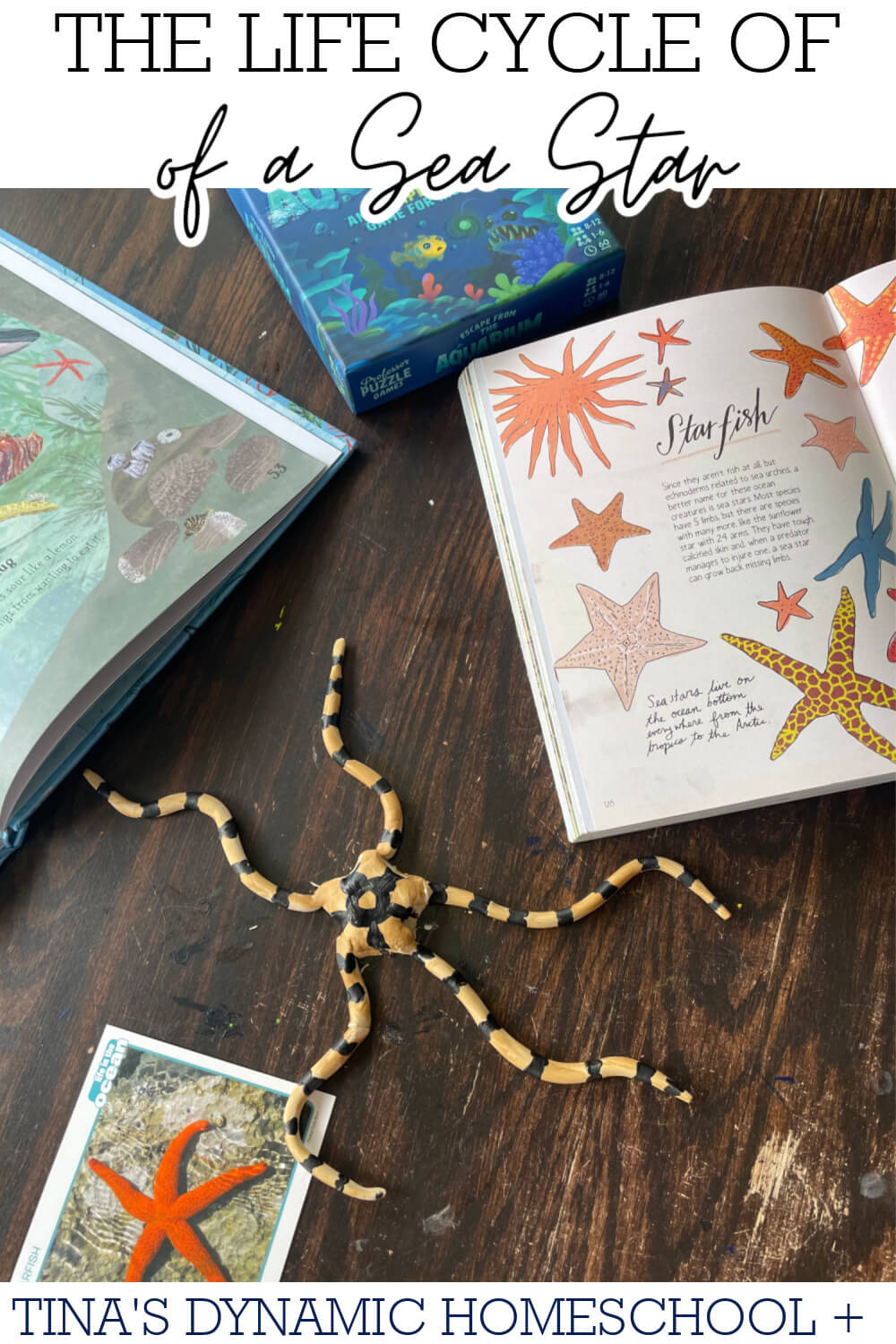 Learning Through Art: The Life Cycle Of A Sea Star Stages & Survival