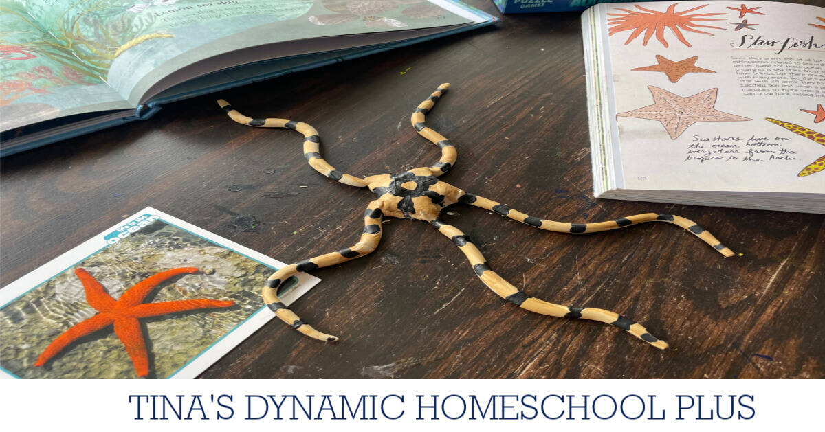 Learning Through Art: The Life Cycle Of A Sea Star Stages & Survival